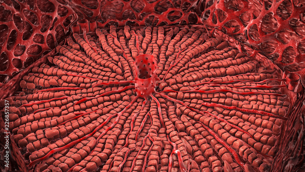 Liver Lobule Anatomy Stock Illustration | Adobe Stock