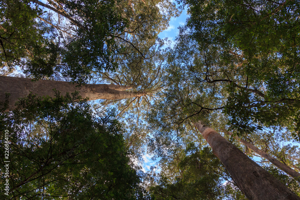 big Eucalyptus tall trees growing in Hastings Caves state reserve ...