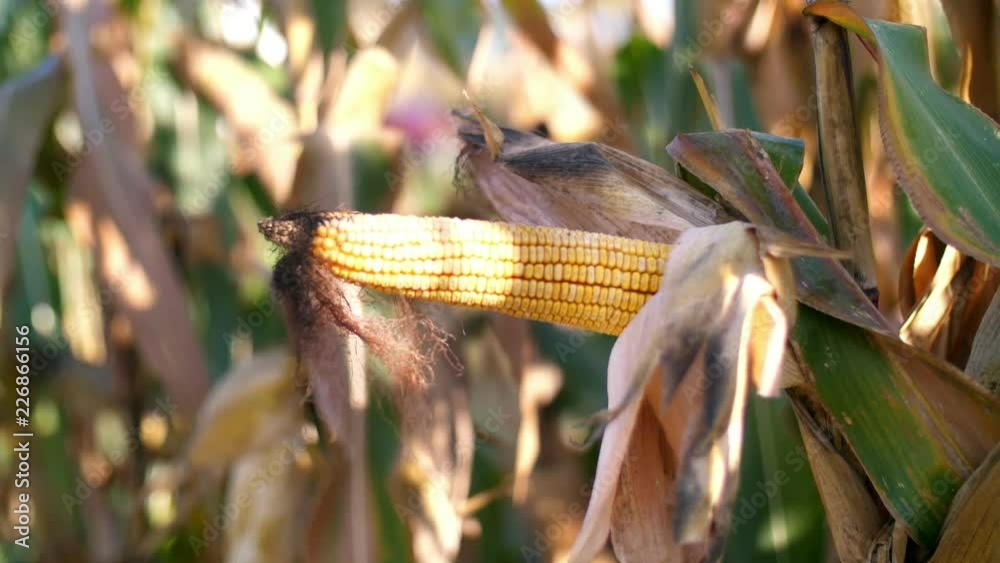 close-up, corn doll in sunshine. Corn crops on dried corn trees is ...