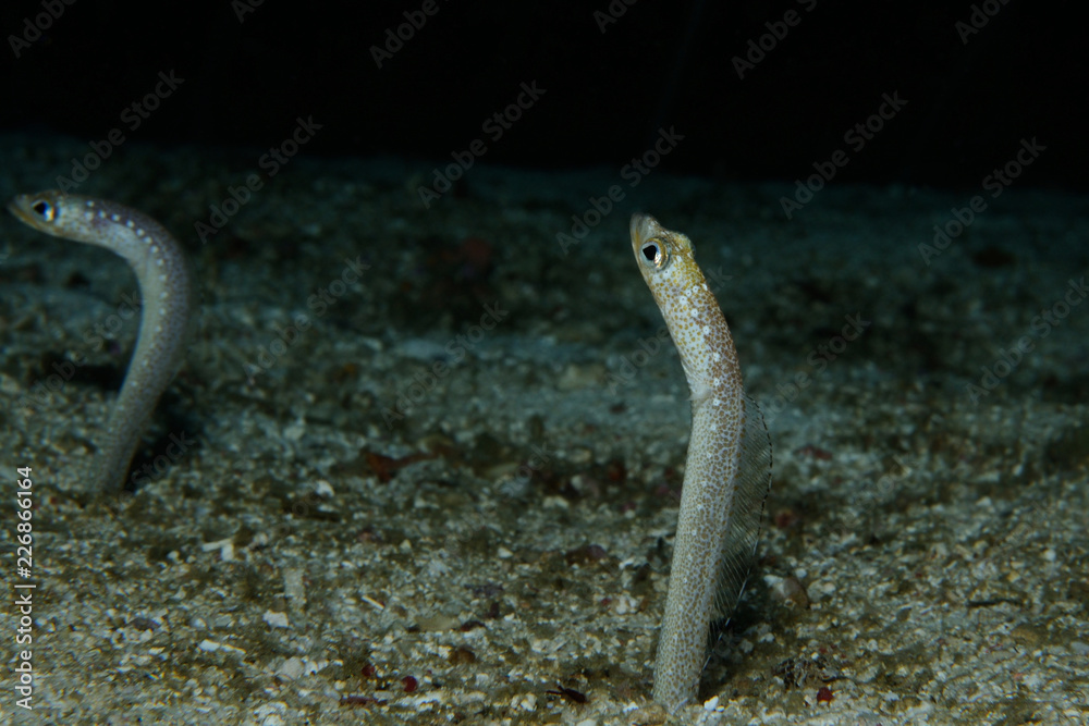 shy garden eels / Garden eels are peeping out their burrows ready to ...