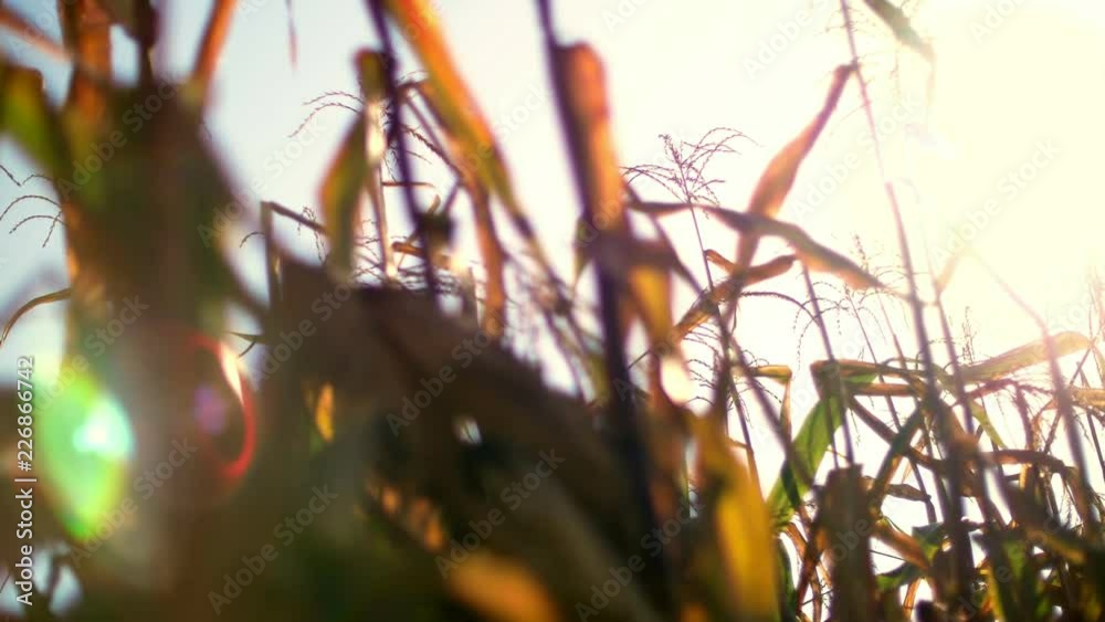 Video „close-up, corn field in the sunlight, corn doll and leaves in ...