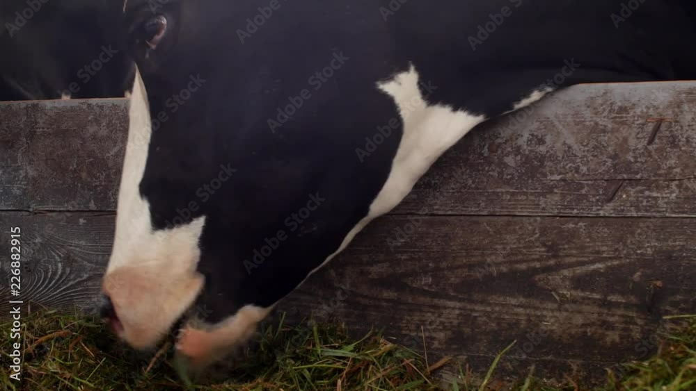 A black cow with white spots stands in the barn and eats grass silage ...
