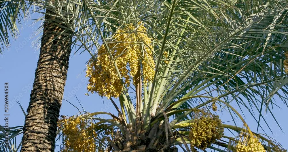 Date Palm Tree is a flowering plant species in the palm family. Date ...