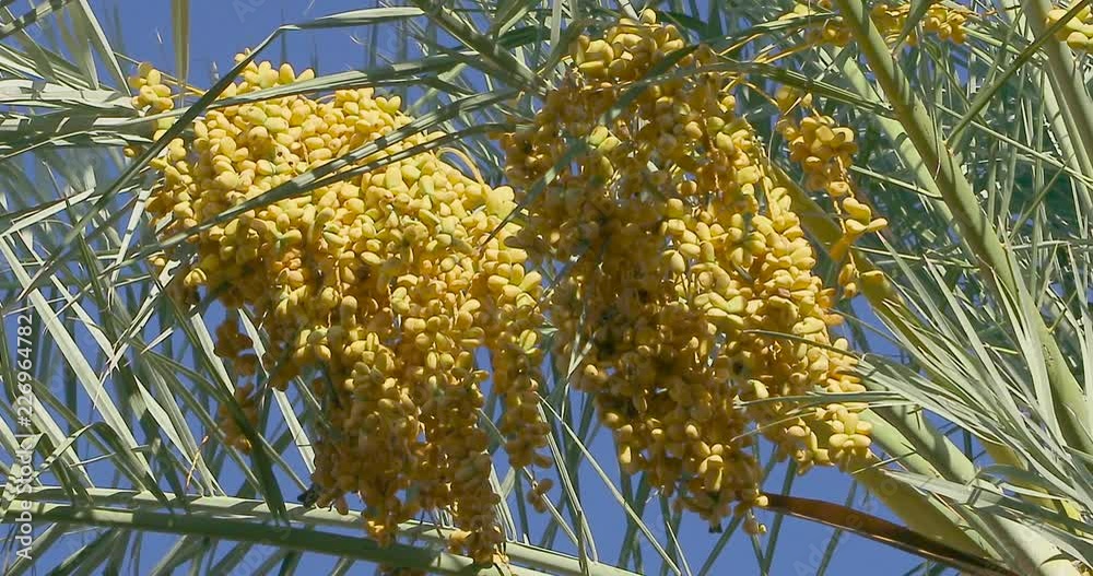 Date Palm Tree is a flowering plant species in the palm family. Date ...