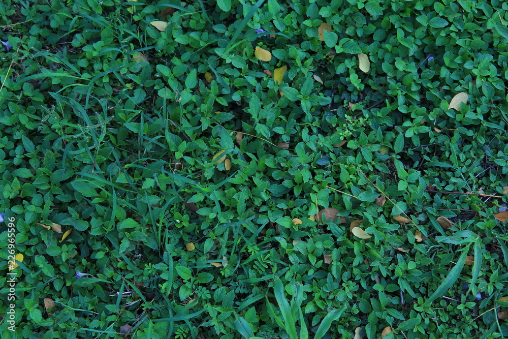 Tropical Ground Cover Plants