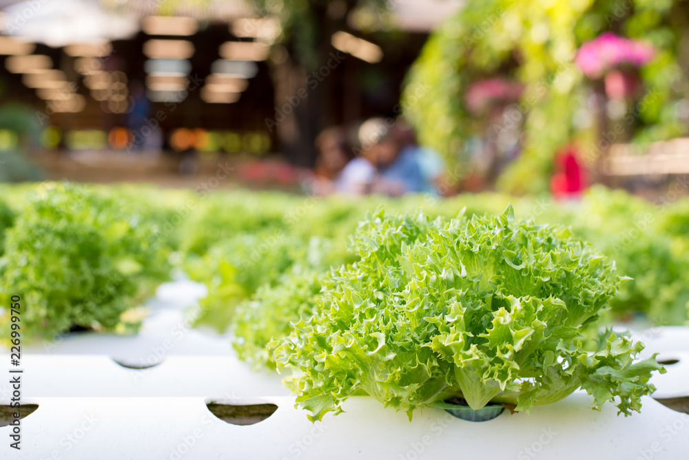 Hydroponic agriculture plantation method using water grow plant without ...