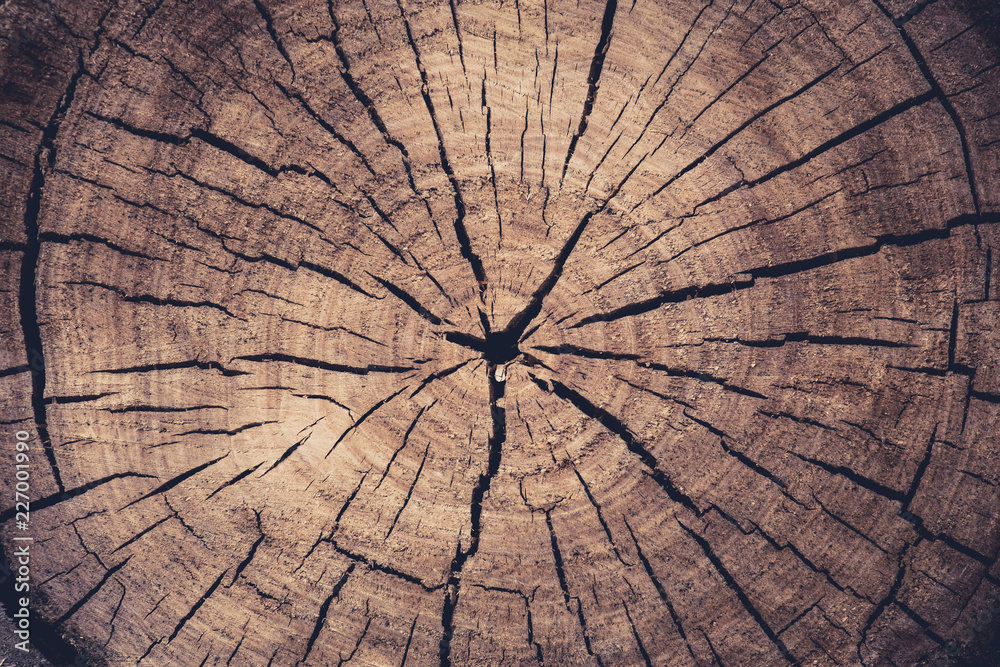 Log End Cut