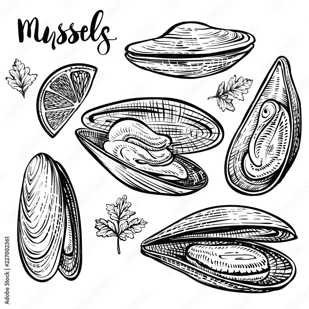 Mussels vector illustration. Seafood sketches. Isolated engvaving of ...