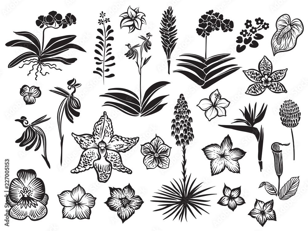 Tropical Flower Vector Silhouette | Best Flower Site