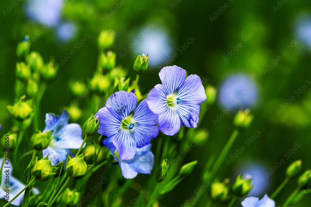 Bright delicate blue flower of ornamental flower of flax and its shoot ...