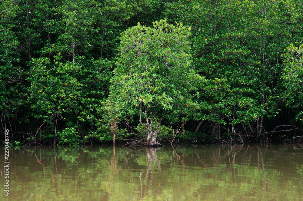 Big magle tree in Thailand tropical mangrove swamp forest lush ...