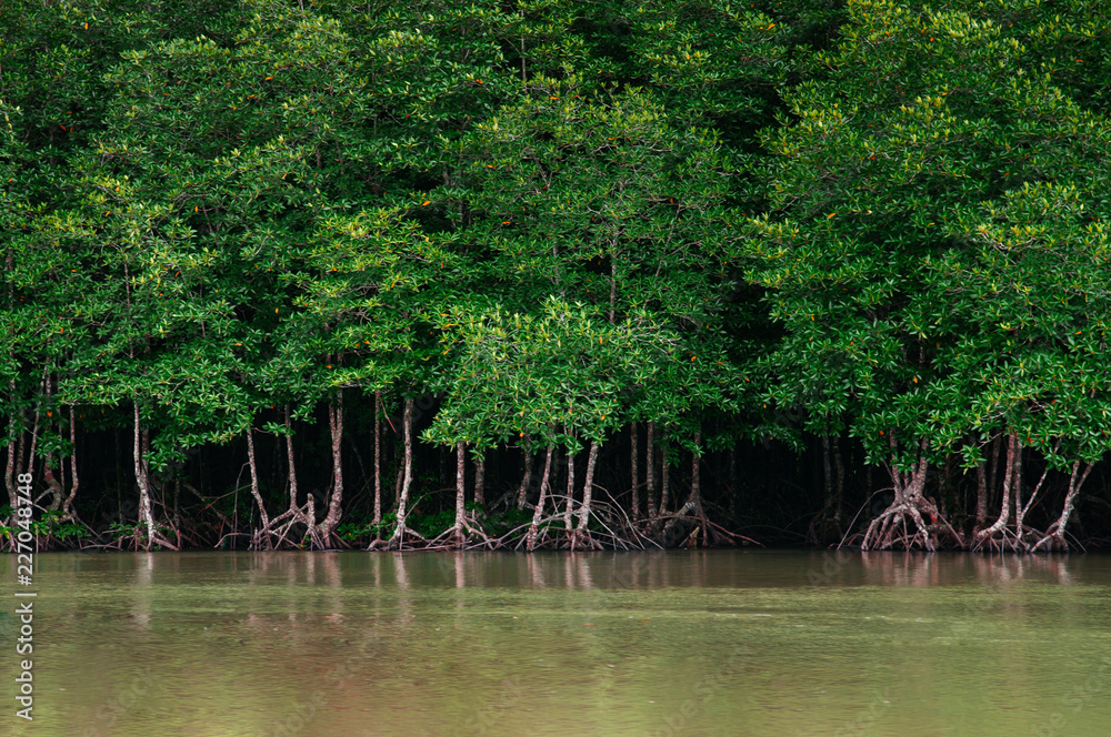 Foto de Big magle tree in Thailand tropical mangrove swamp forest lush ...