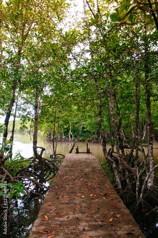 Evergreen Eco nature trail in Thailand tropical mangrove swamp forest ...