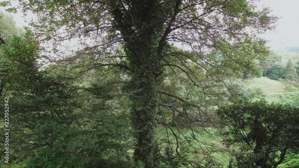 Tall branchy tree overgrown with plants on a slope in the rainforest ...