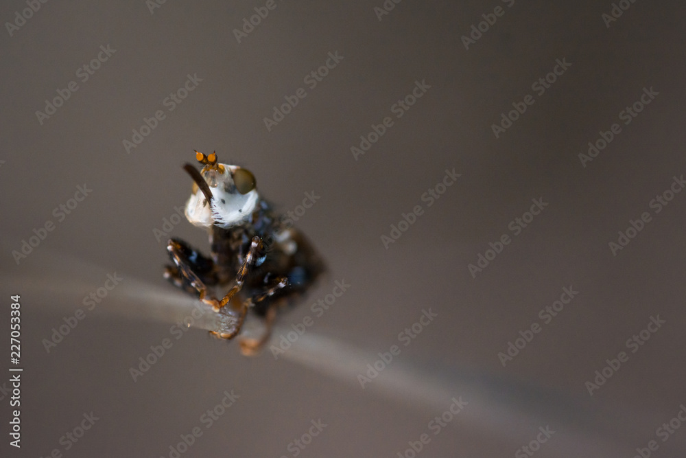 mosca con barba bianca e puntini bianchi sulle zampe aggrappata a stelo ...