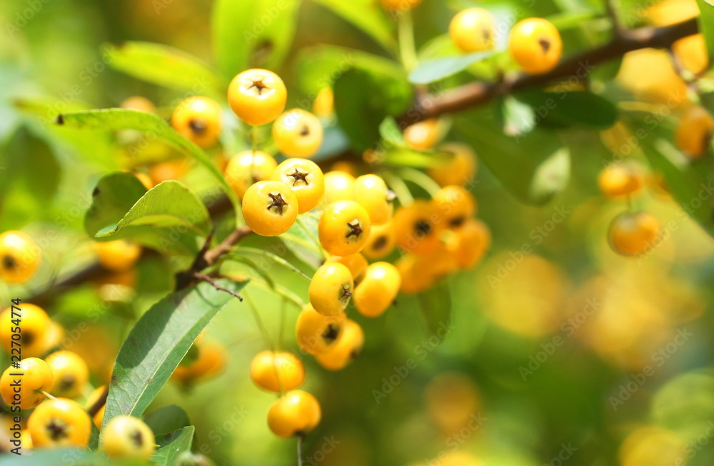 ピラカンサの黄色い実 Stock Photo | Adobe Stock