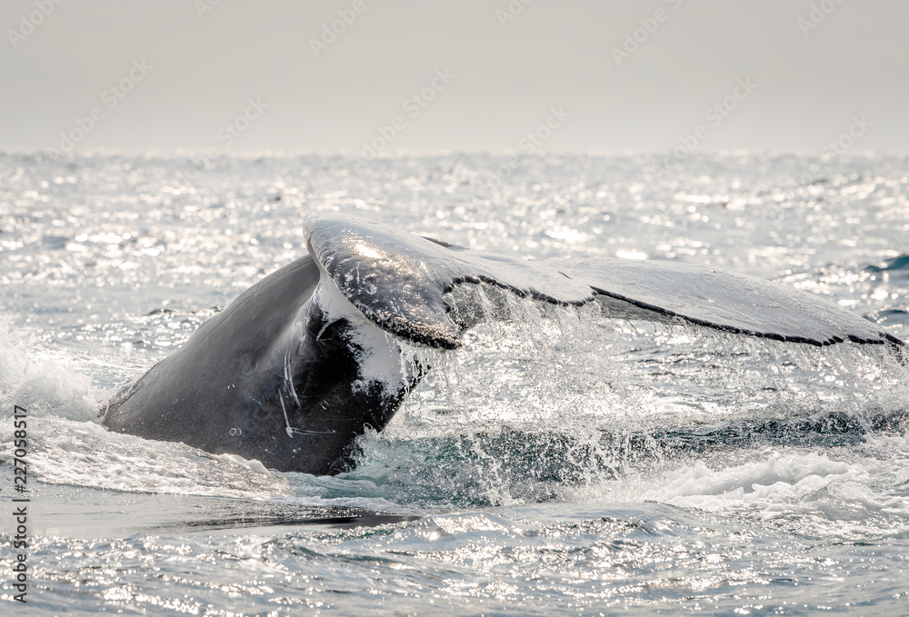 Fotka „Humpback whale tail in Gabon sea, Gulf of Guinea. Ocean with ...