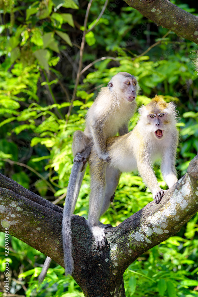 Monkeys Mating