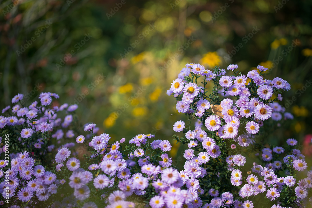 Aster novi-belgii Stock Photo | Adobe Stock