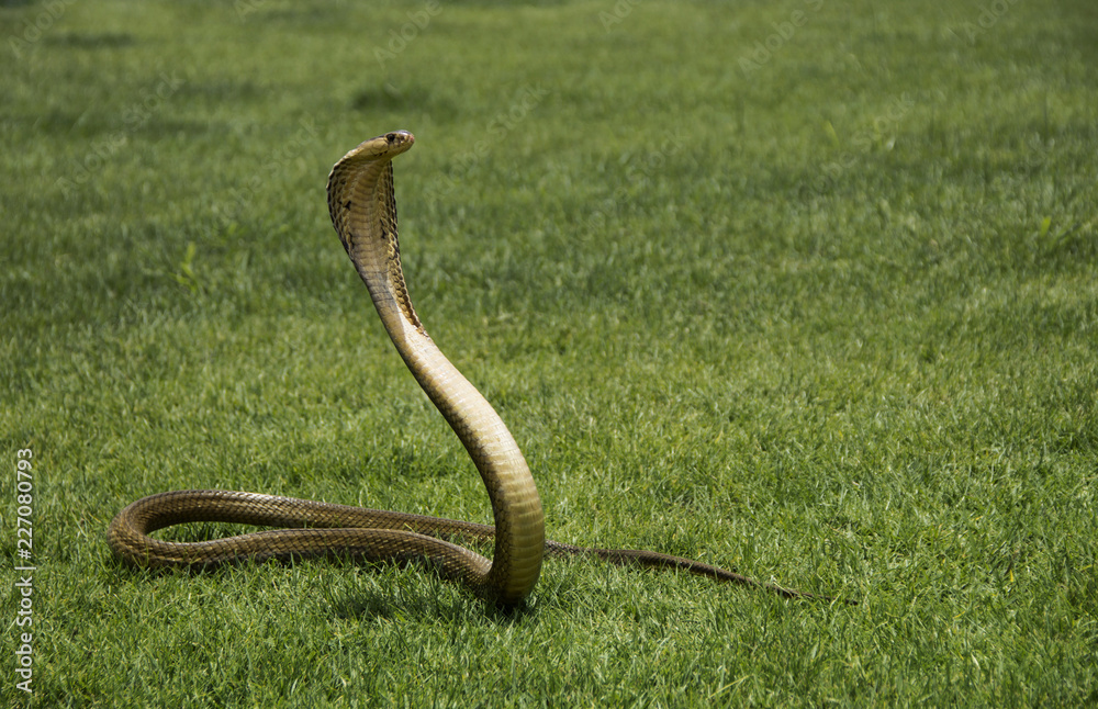 Snake Siamese cobra ( Naja kaouthia ) gold color on the green grass ...