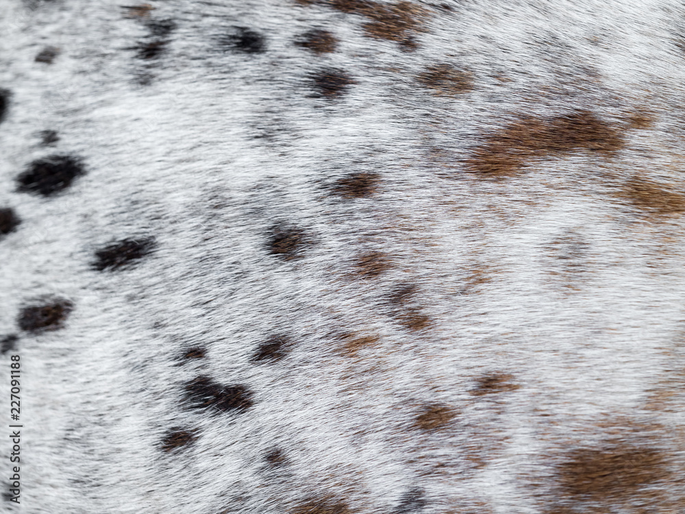 Abstract texture of drawing under a spotty color of an animal skin of ...