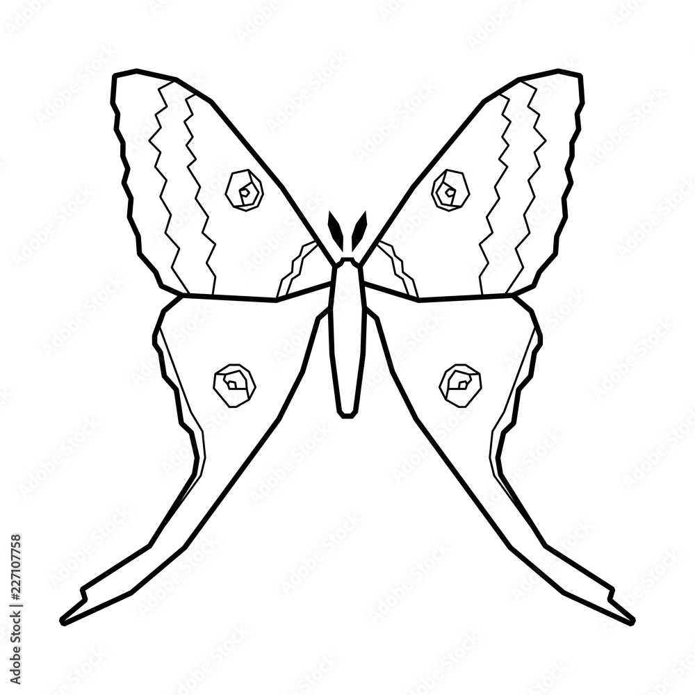 Female Comet Moth