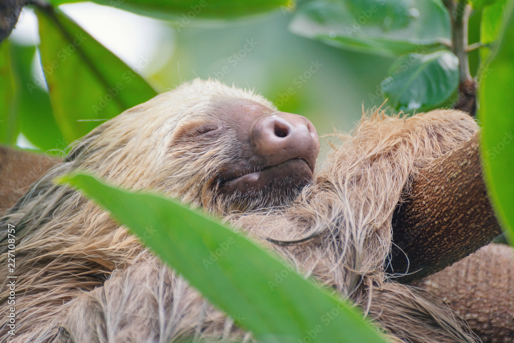 Lazy Sloth Stock Photo | Adobe Stock