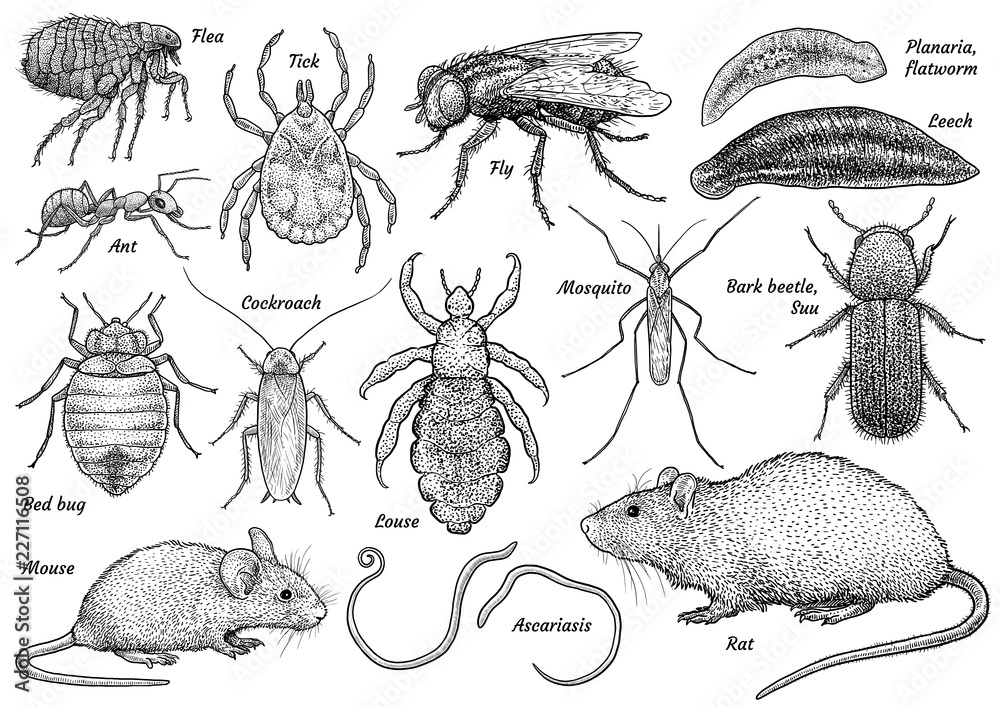 Pest animal collection, illustration, drawing, engraving, ink, line art ...