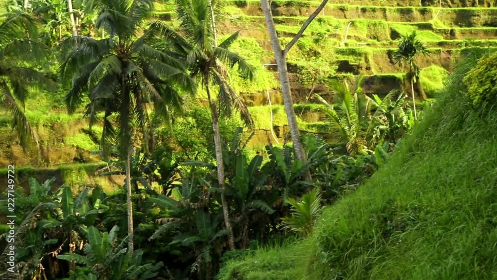 Hillside with rice farming on mountains beautiful shape in nature. Top ...