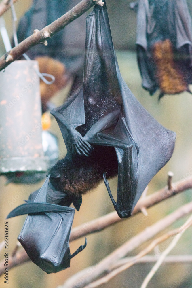 The large flying fox (Pteropus vampyrus), also known as the greater ...