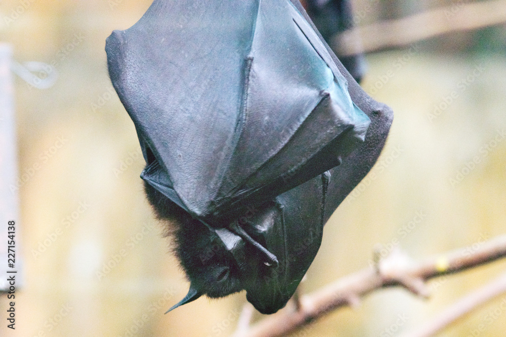 The large flying fox (Pteropus vampyrus), also known as the greater ...