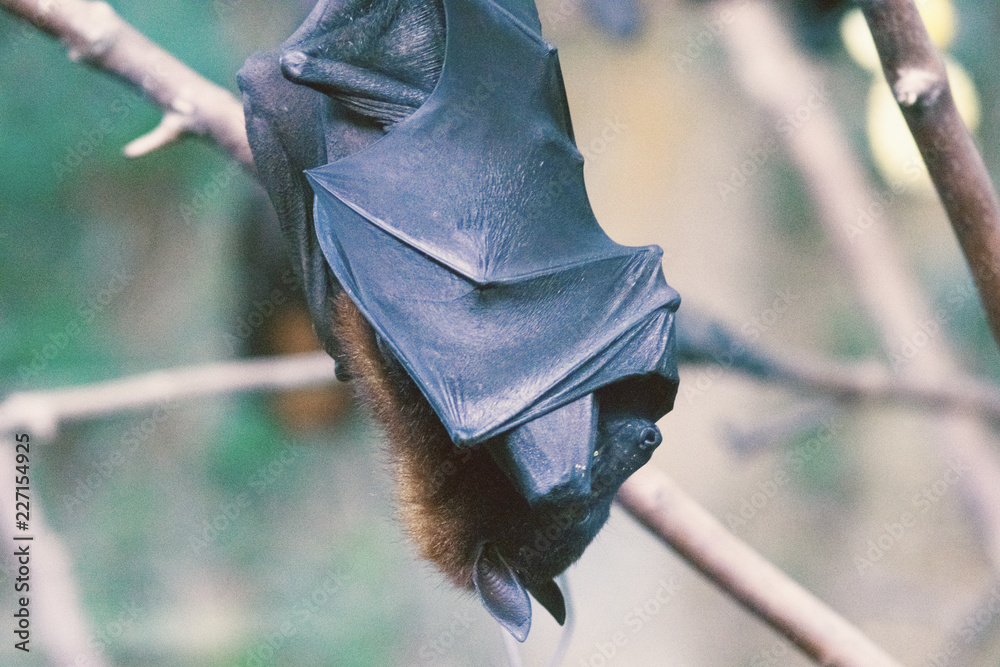The large flying fox (Pteropus vampyrus), also known as the greater ...