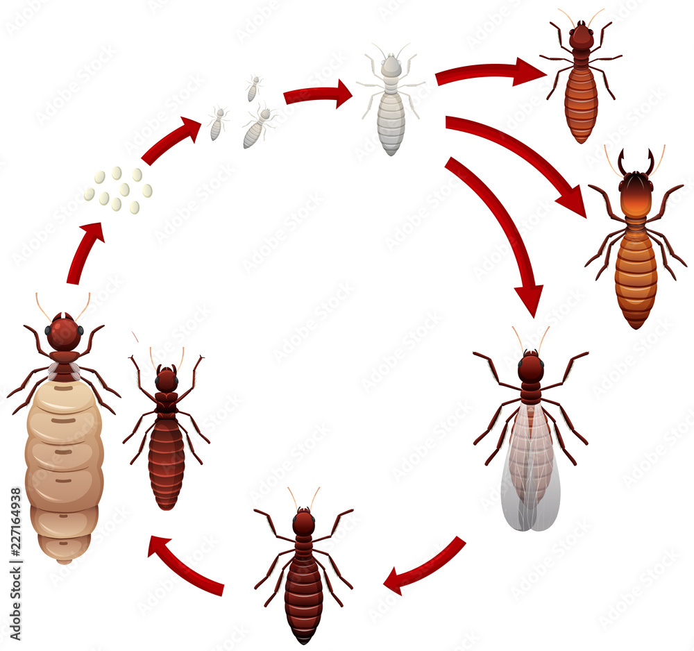 Poster A termite life cycle – Wall Art | UkPosters