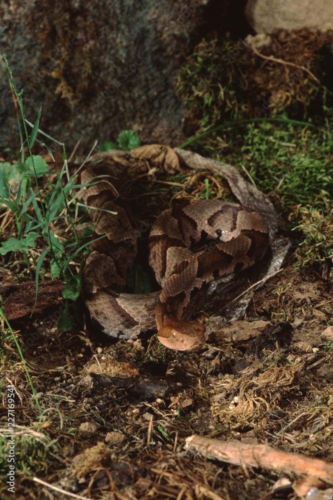 Copperhead Snake (Agkistrodon Contortrix) Stock Photo | Adobe Stock