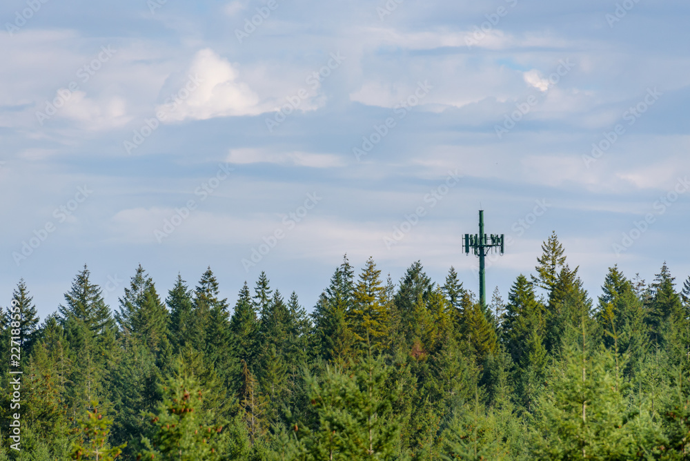 Peaceful outdoor vista of treetops in an evergreen forest with green ...