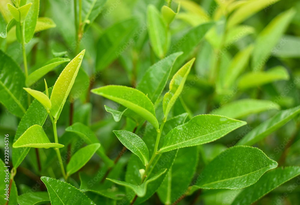 Fresh Tea Leaf