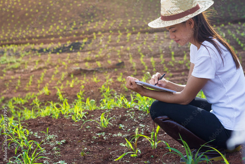 Agronomist examining plant in corn field, Female researchers are ...
