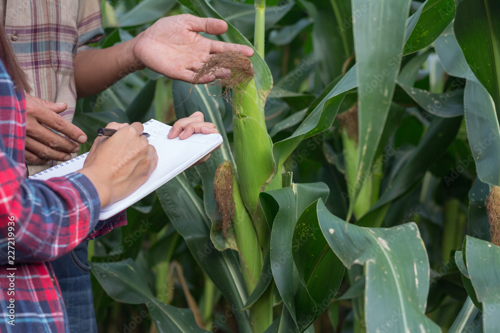 Agronomist examining plant in corn field, Couple farmer and researcher ...