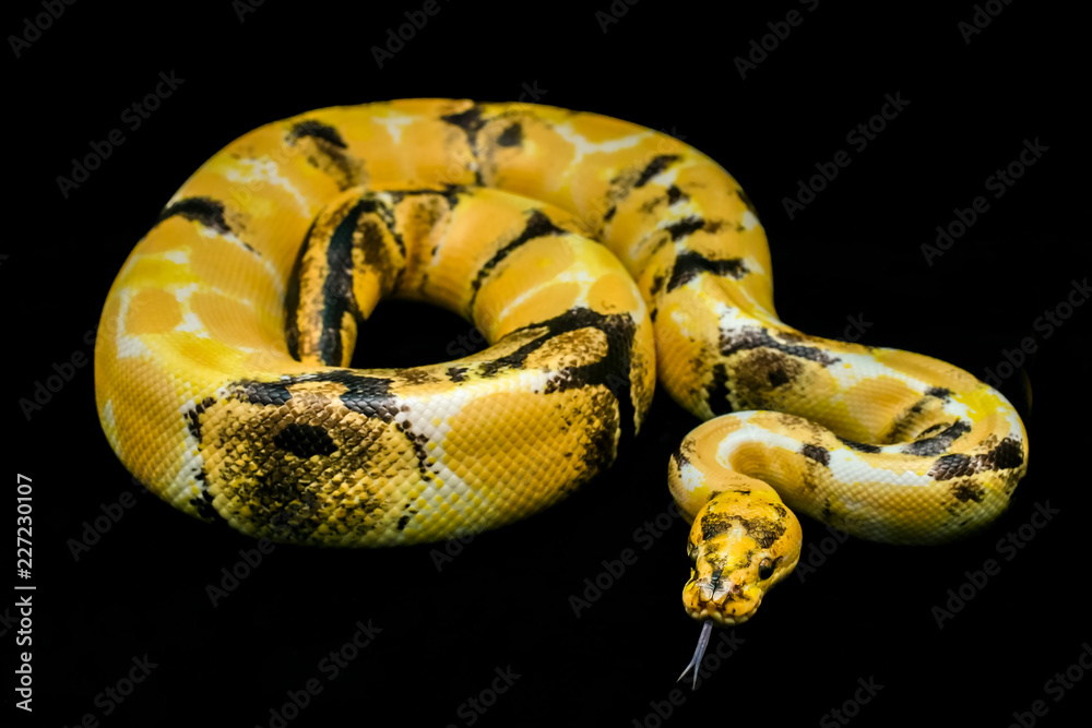 Paradox calico morph Ball python (python regius) on and flicks its ...