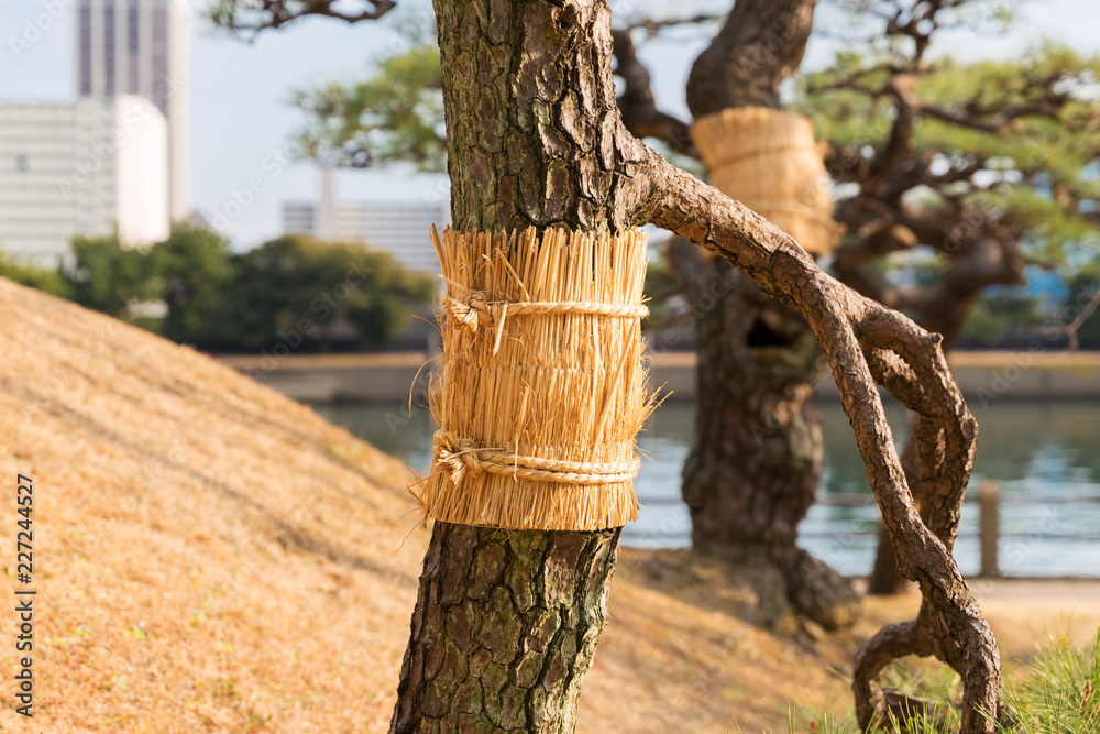 nature and flora concept - close up of pine tree trunk at hamarikyu ...