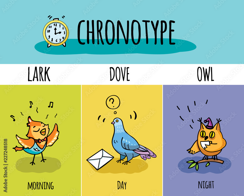 Chronotype of people. Biorhythm. Lark, pigeon, owl. Day and night ...