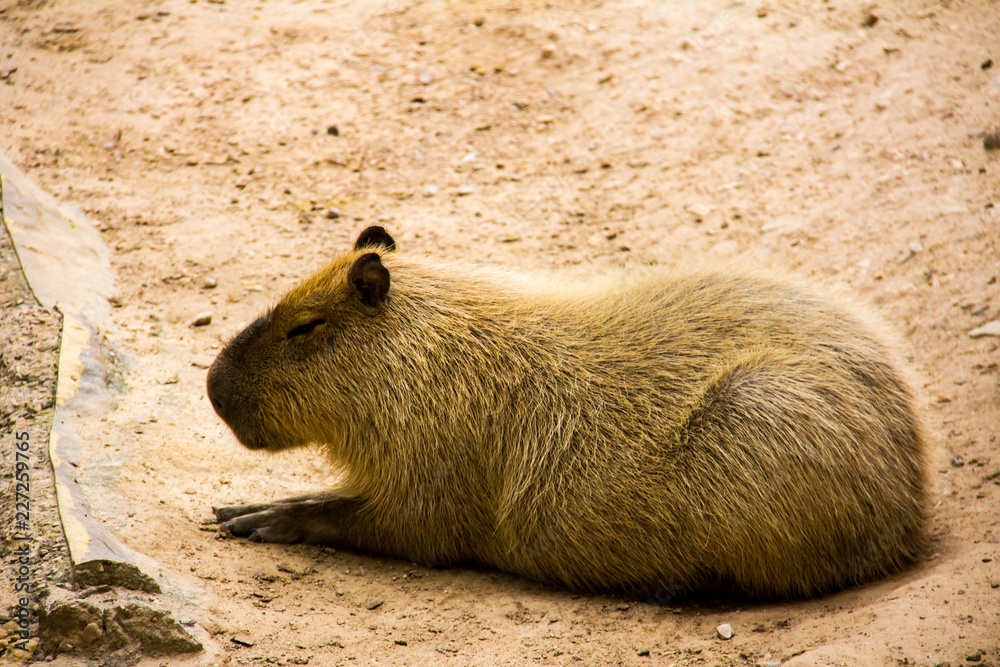 Brown capibara laying on the floor, Hydrochoerus hydrochaeris Stock ...
