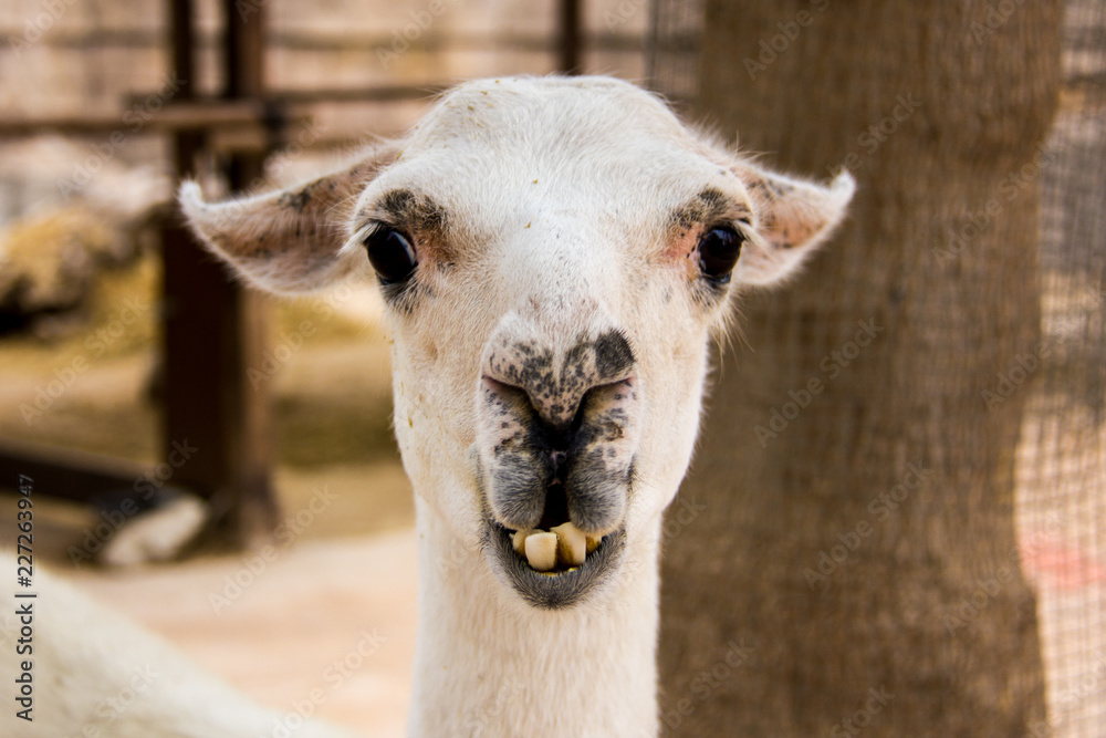 Front portrait of a white llama, Lama glama Stock Photo | Adobe Stock