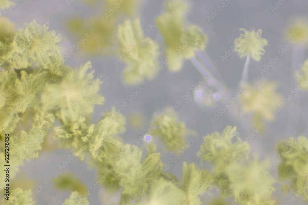 Close up of Aspergillus oryzae is a filamentous fungus, or mold that is ...