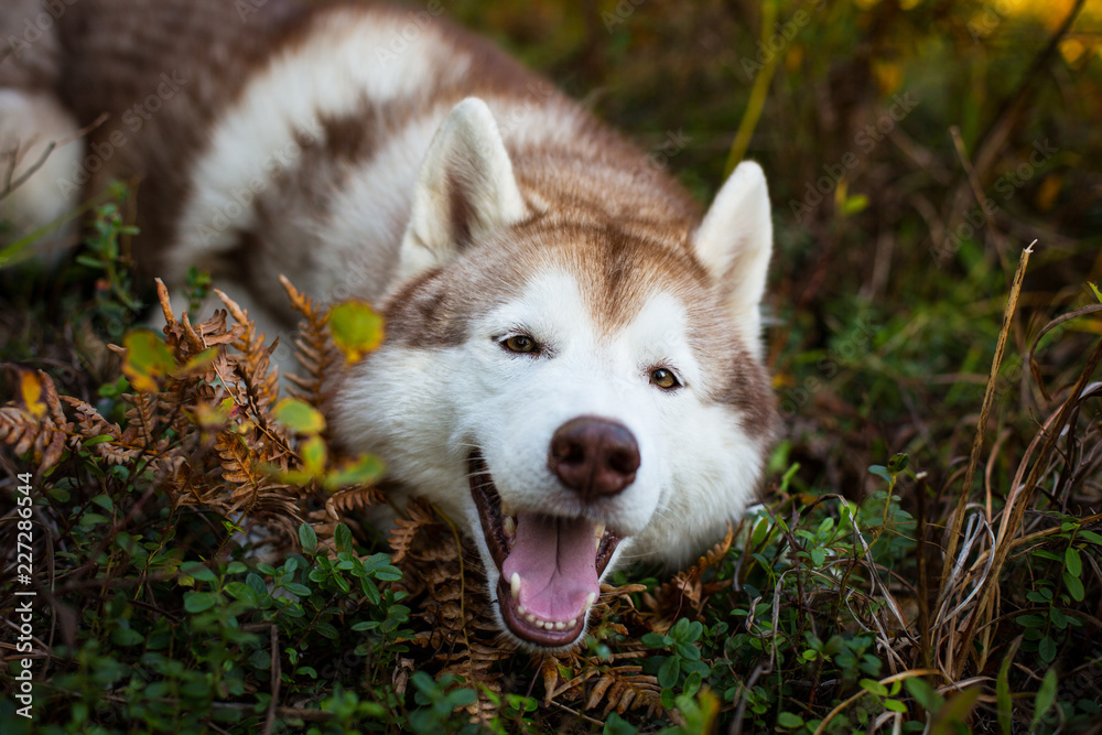 Funny Animal Profile Pictures