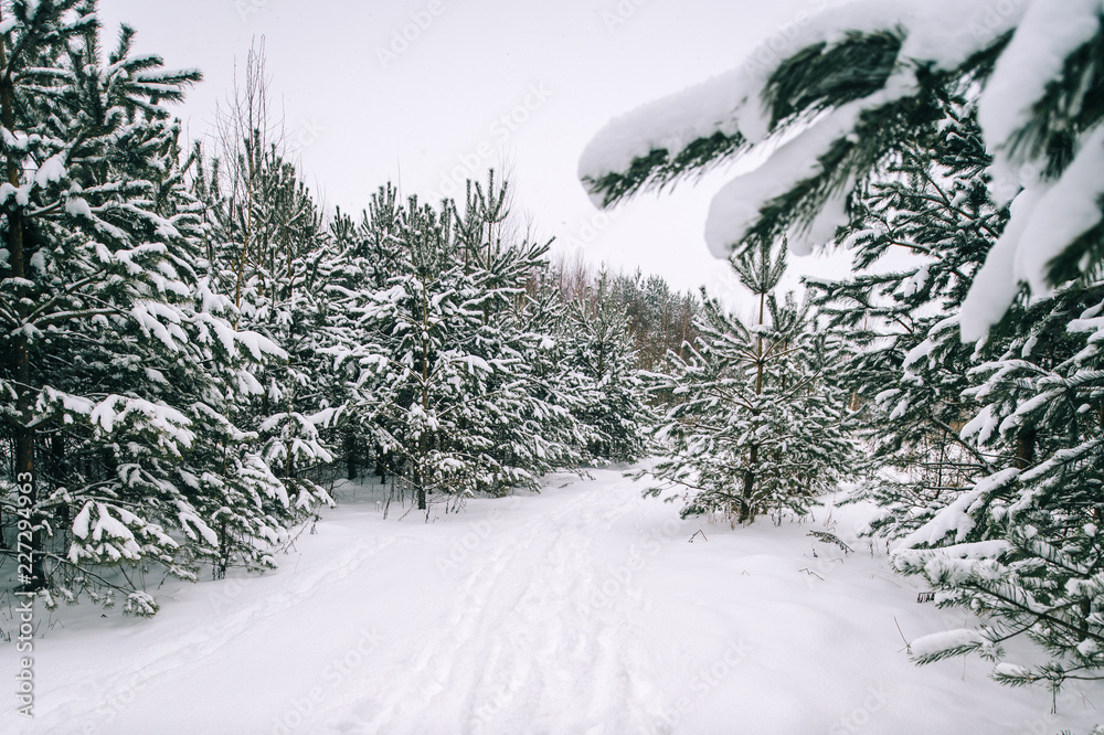Picturesque winer forest. Fabulous snowy wonderland. Magic beautiful ...