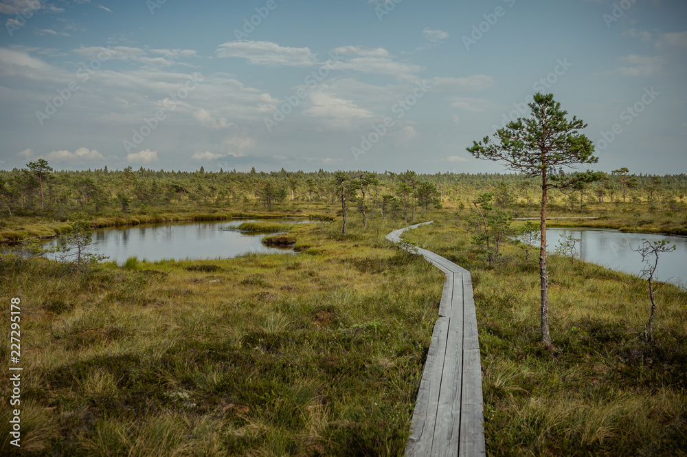 Panoramic bog landscape. Boardwalk path through wetlands area ...