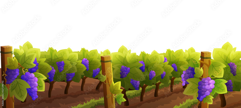 Vineyard with purple grapes isolated on white background. Autumn season ...