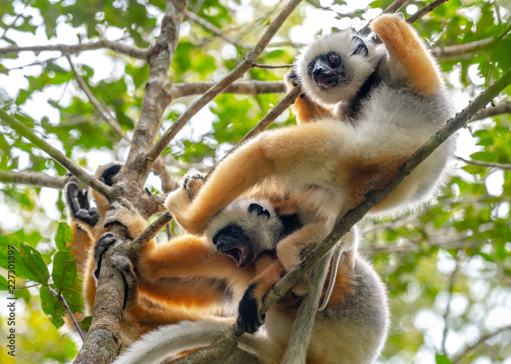 Lemur dancing, cute Diademed Sifaka Lemur in trees and nature ...