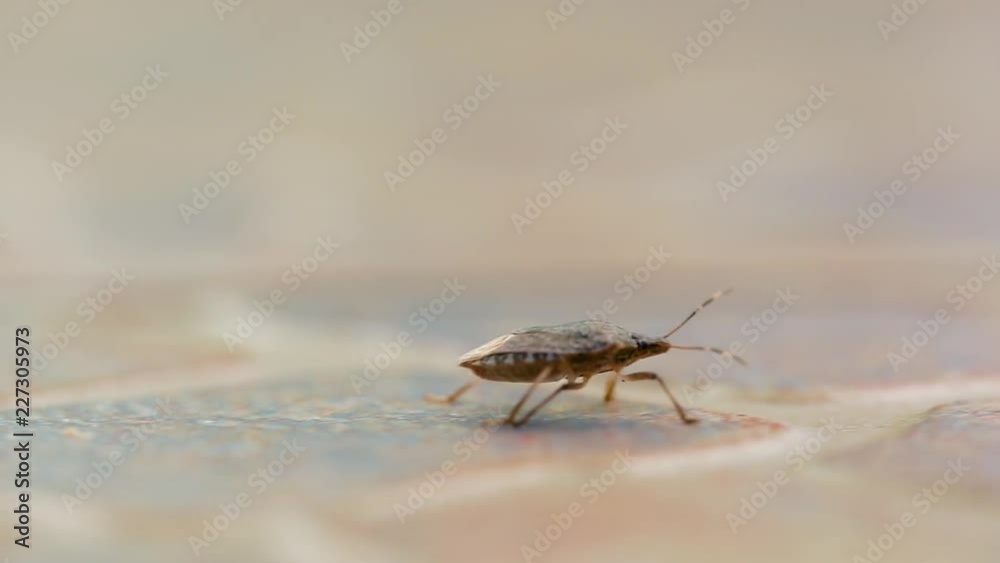 Stink bug crawling Stock Video | Adobe Stock
